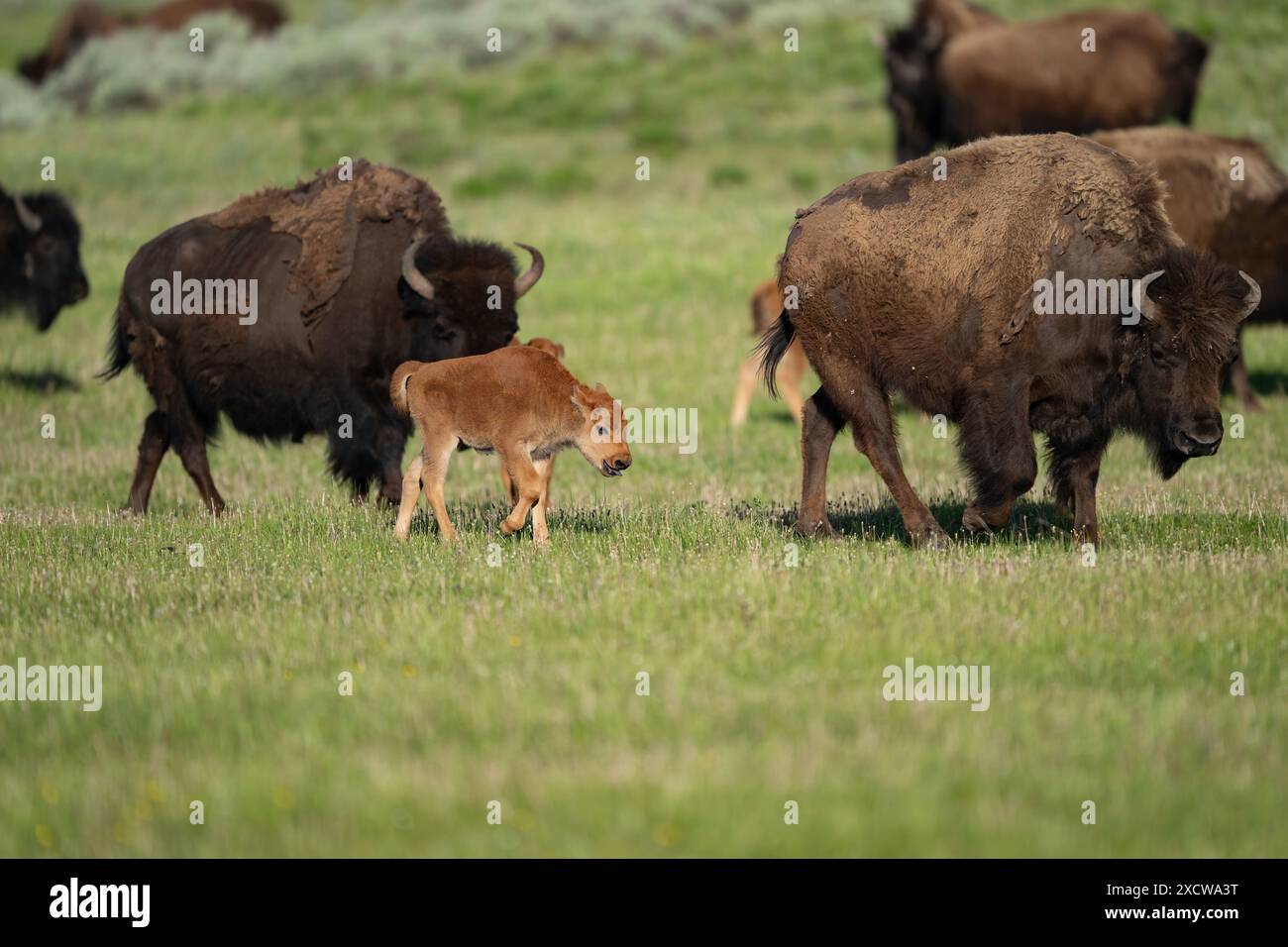 Bison mother and calf traveling together in Yellowstone National Park ...