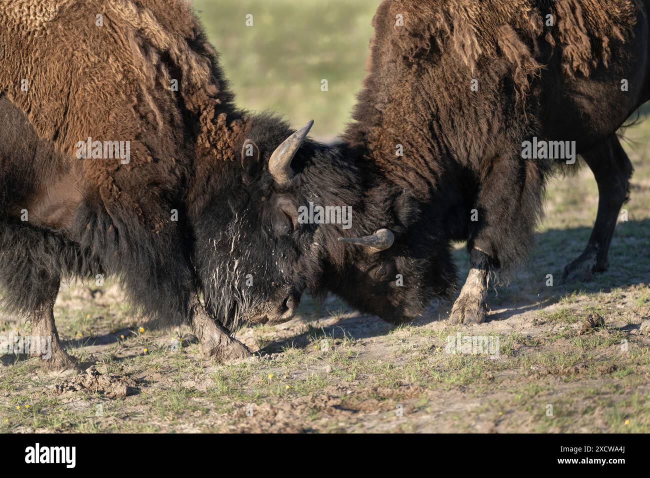 Bison bull head hi-res stock photography and images - Alamy