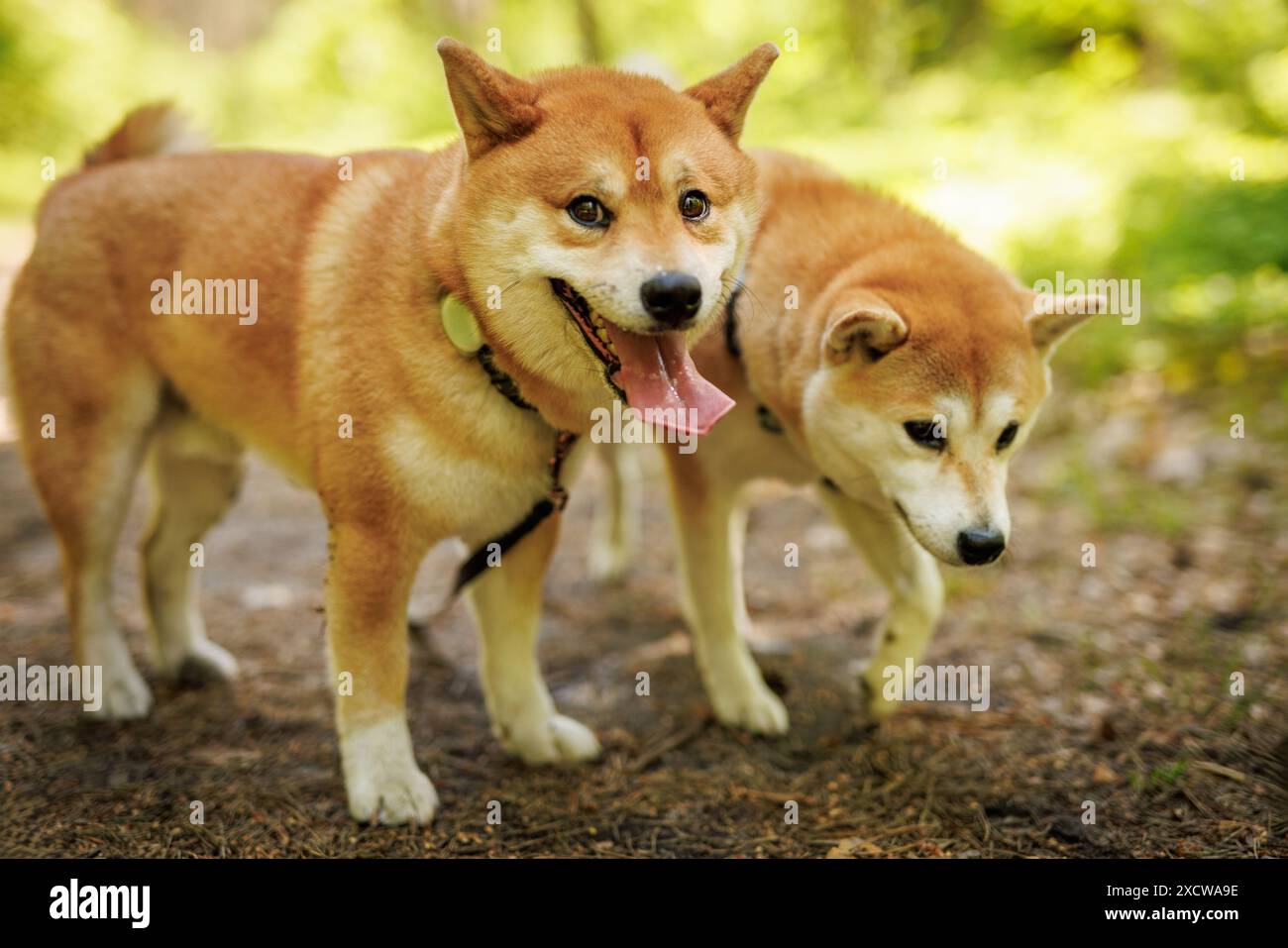 Tail shiba inu puppy hi-res stock photography and images - Alamy