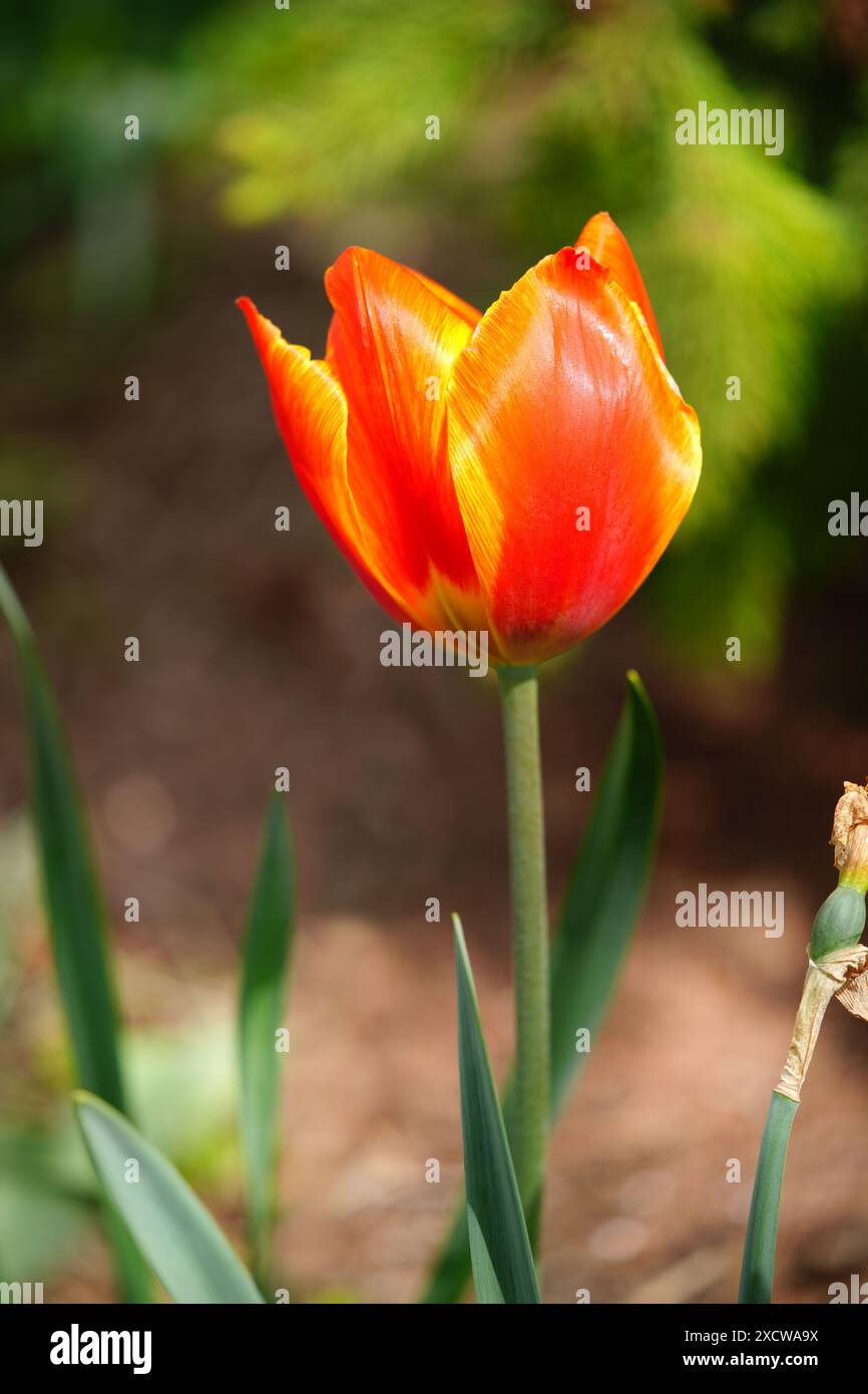 Darwin Hybrid Tulip 'Ad Rem' Stock Photo - Alamy