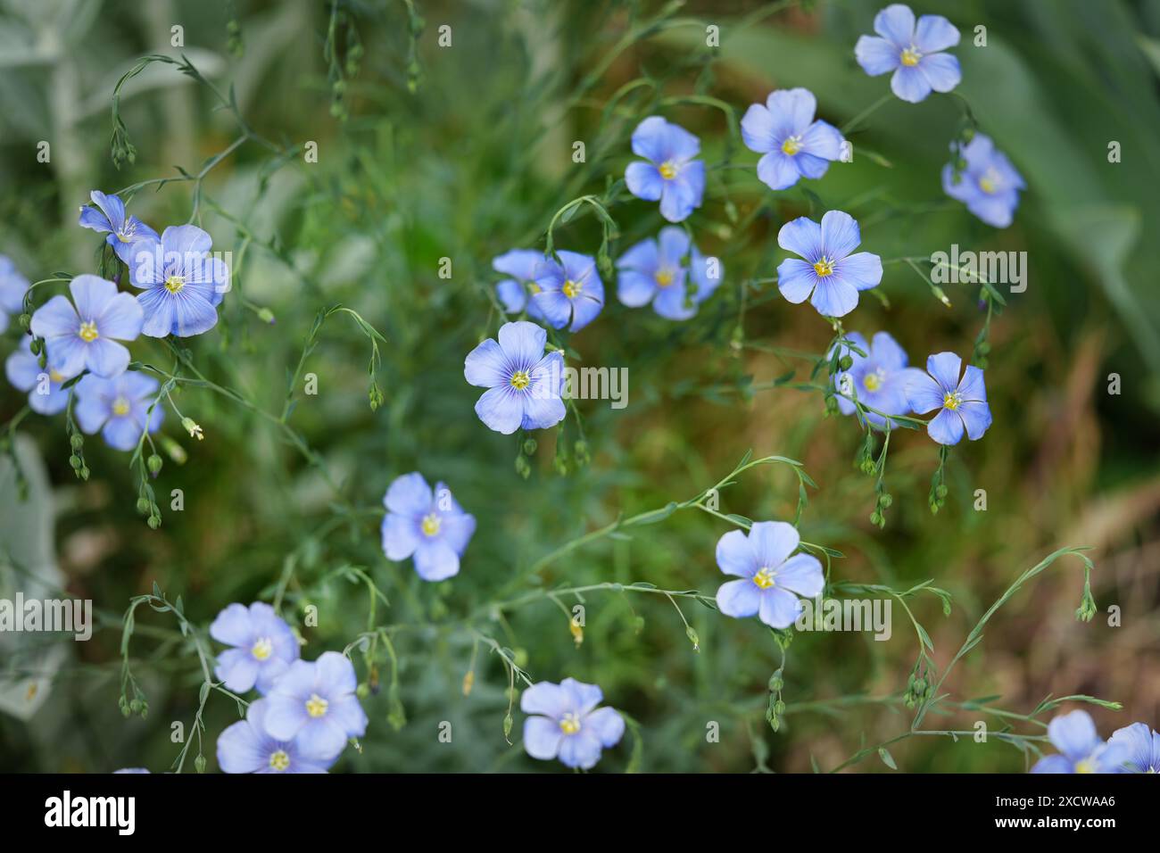 Linum perenne var lewisii hi-res stock photography and images - Alamy