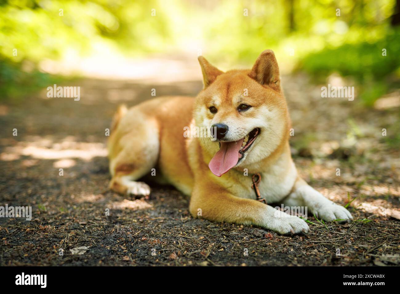 Shiba inu dog stands hi-res stock photography and images - Alamy