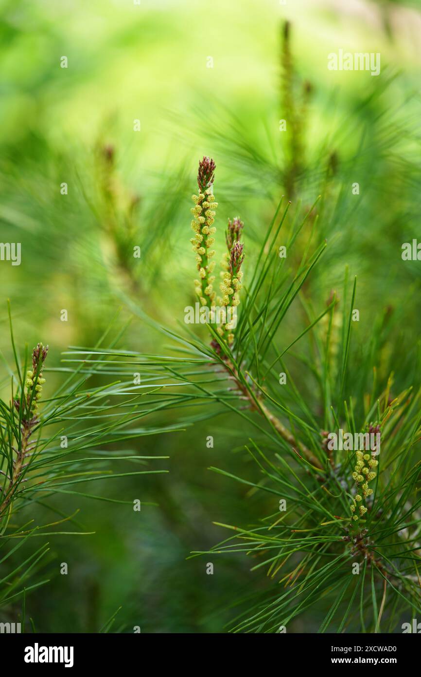 P densiflora hi-res stock photography and images - Alamy