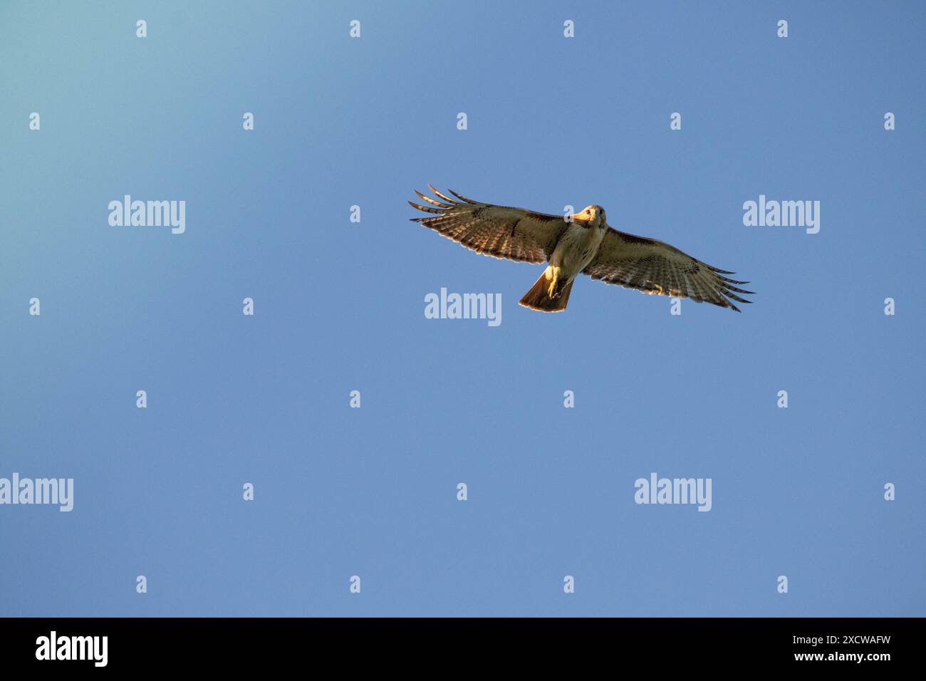 red-tailed Hawk flying over head looking right at me Stock Photo - Alamy