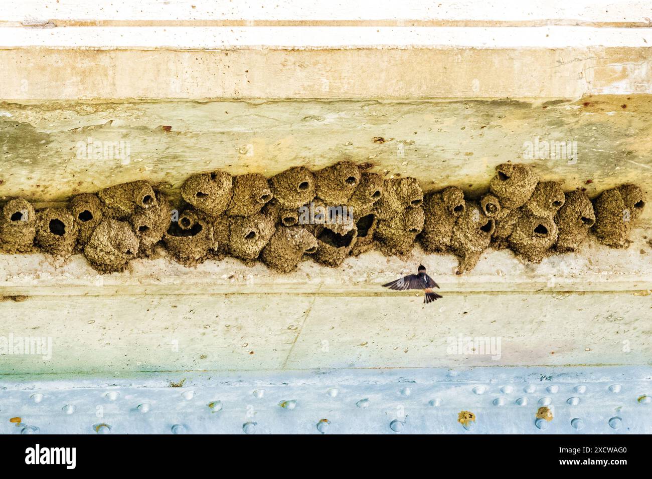 Cliff Swallows nesting under a bridge over the Missouri River Stock ...