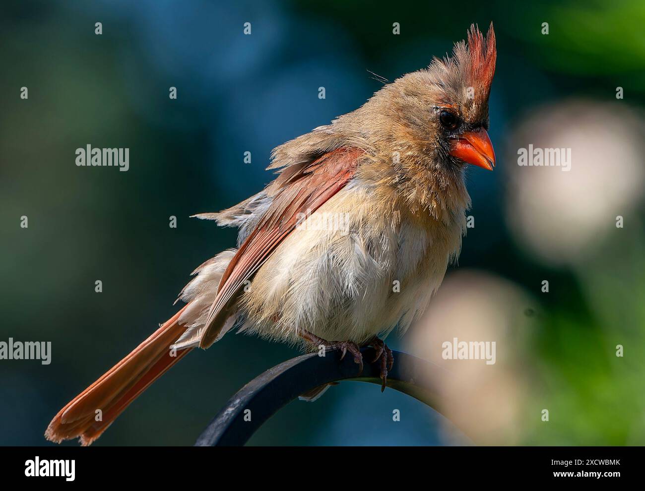 Fluffy red cardinal hi-res stock photography and images - Alamy