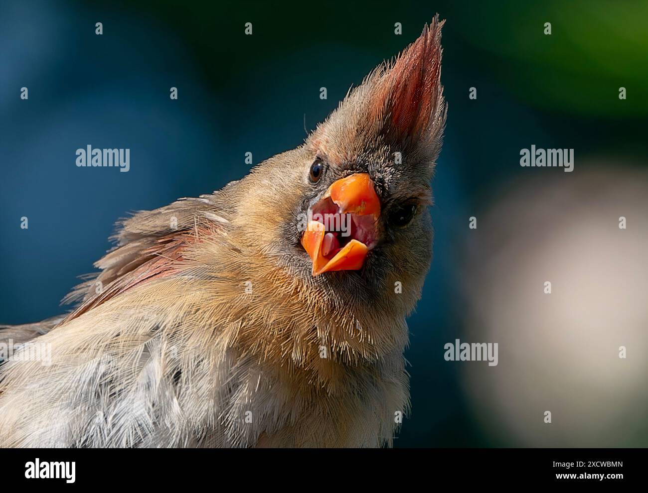 Fluffy red cardinal hi-res stock photography and images - Alamy