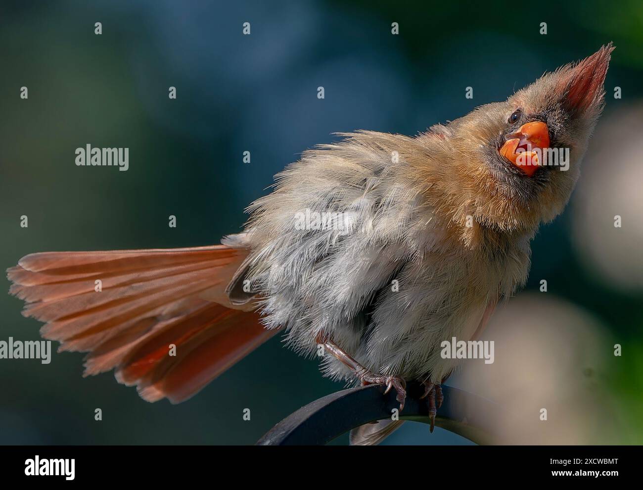 Fluffy cardinal hi-res stock photography and images - Alamy
