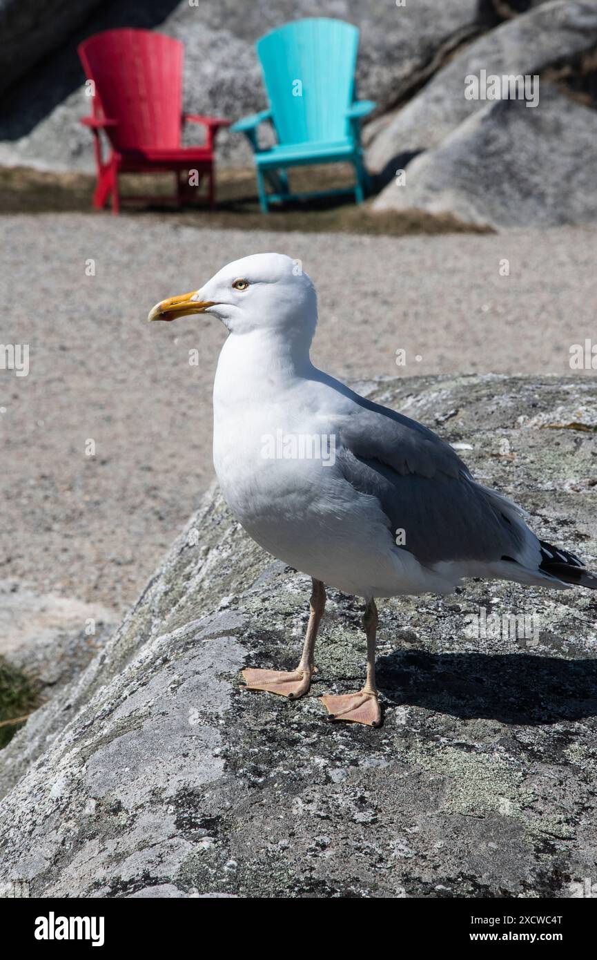 Great black-backed gull standing on a rock in Peggy's Cove, Nova Scotia ...