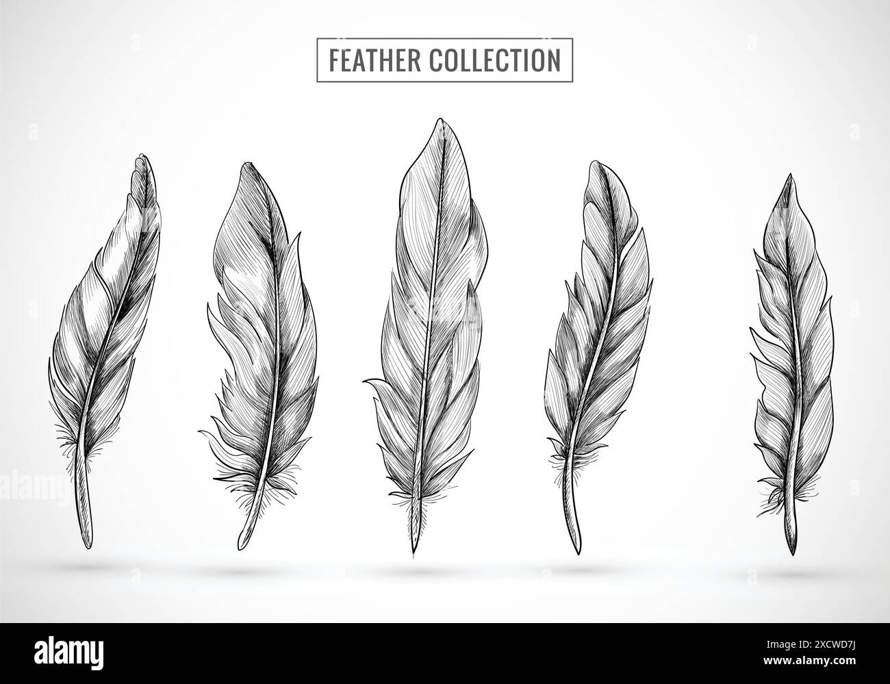 Hand draw feather sketch set design Stock Vector Image & Art - Alamy