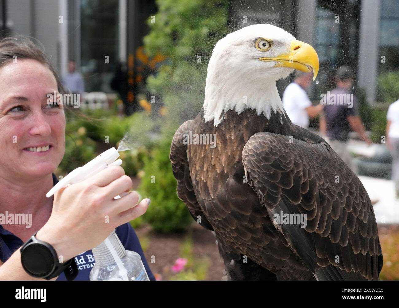 World Bird Sanctuary keeper Taryn Leach sprays cool water on McGwire ...