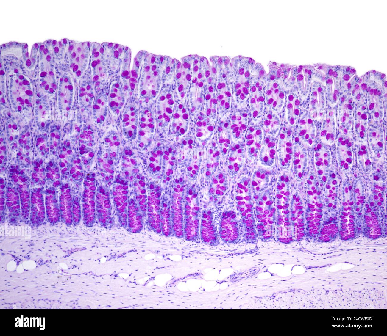 Light micrograph of the mucosa layer of the colon stained with the PAS ...