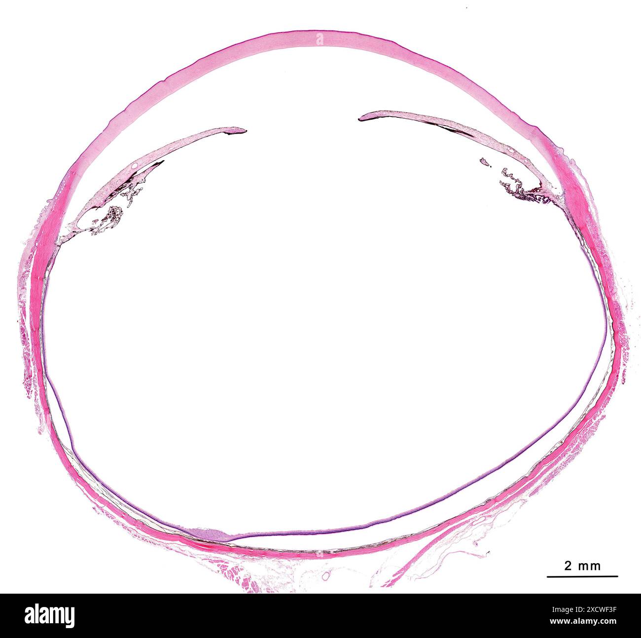 Light micrograph of a whole eyeball (from a rabbit) showing, from top ...