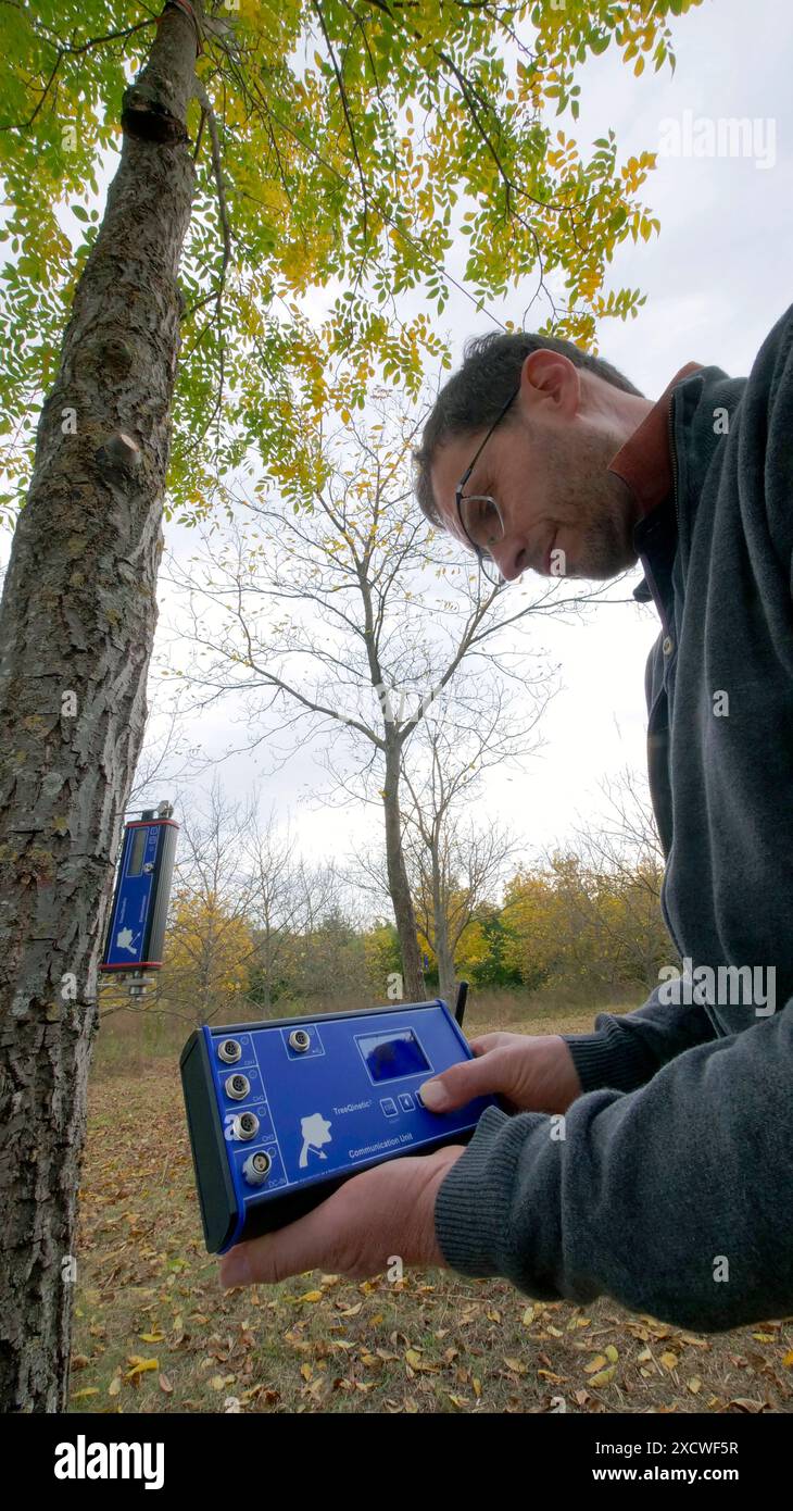 Researcher setting up sensors on a tree to measure its response to wind ...