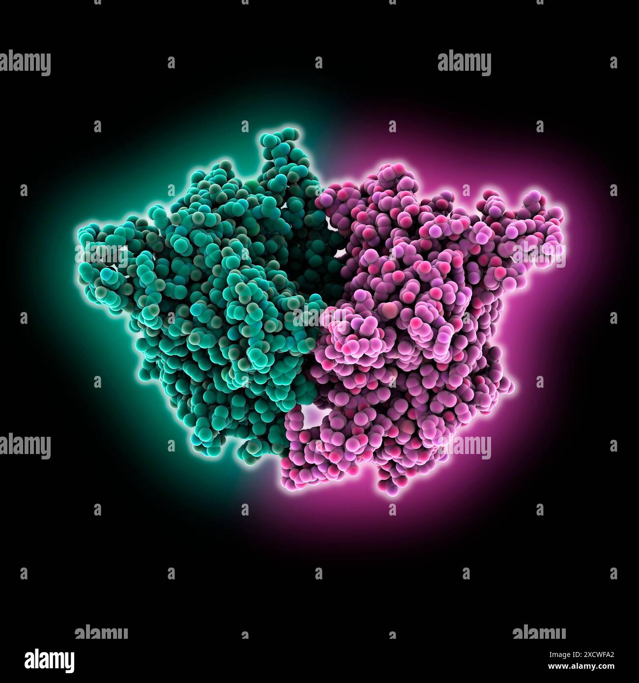 Molecular model of the human sodium-dependent vitamin C transporter 1 ...