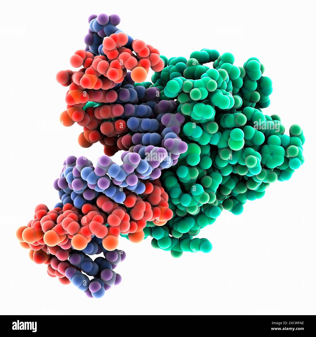 Molecular Model Of Human Ribonuclease H1 Green Complexed With Aso Dna Red And Rna Bluish
