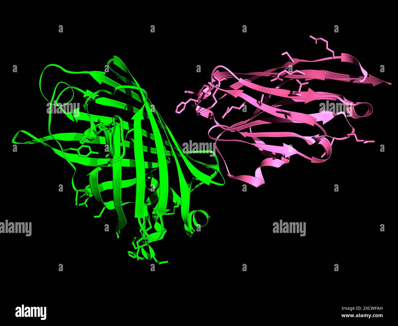 Molecular model of the high affinity anti-GFP nanobody LaG16 from Lama ...