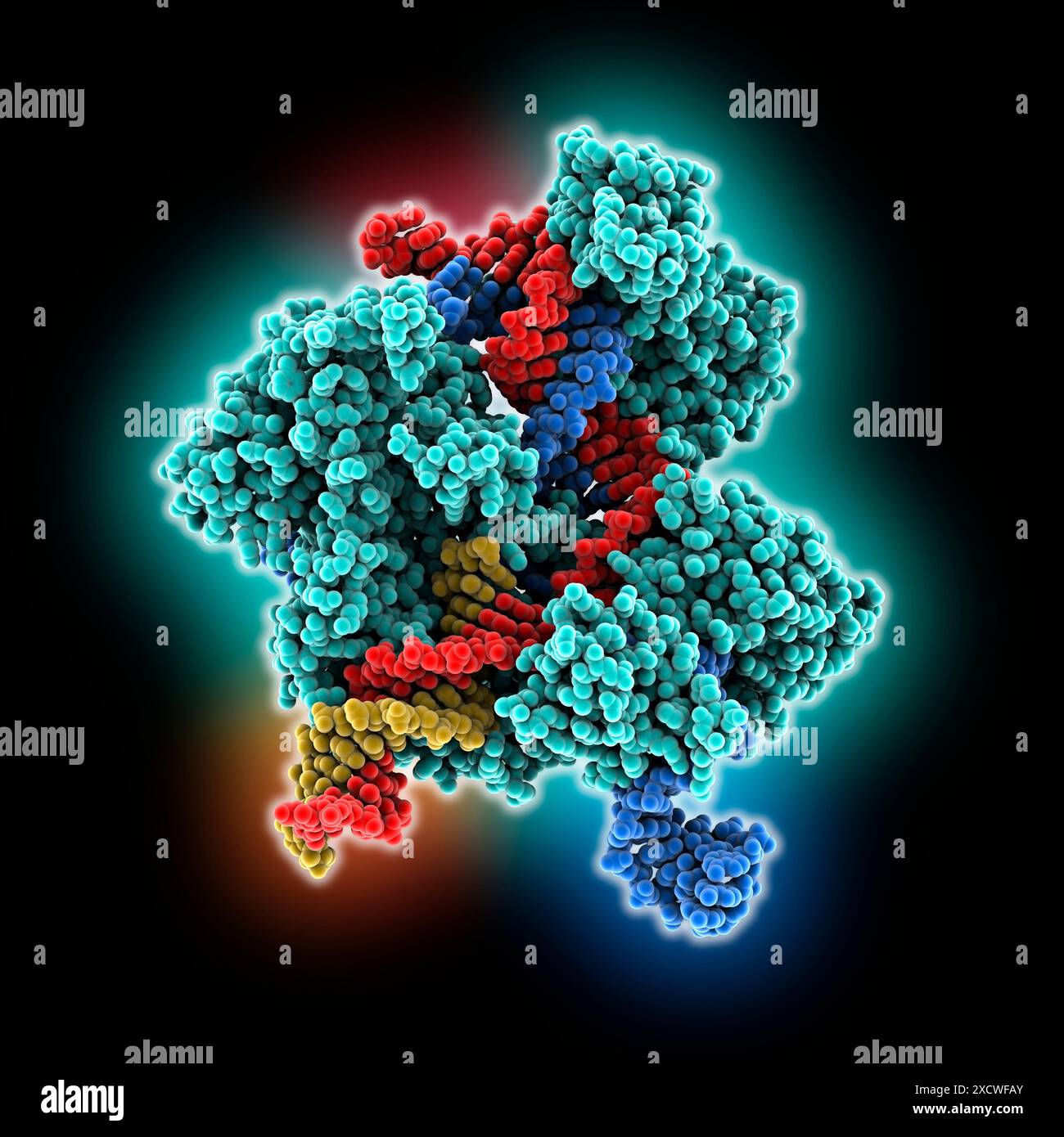 Molecular model of CRISPR-associated endonuclease Cas9 (cyan) complexed ...