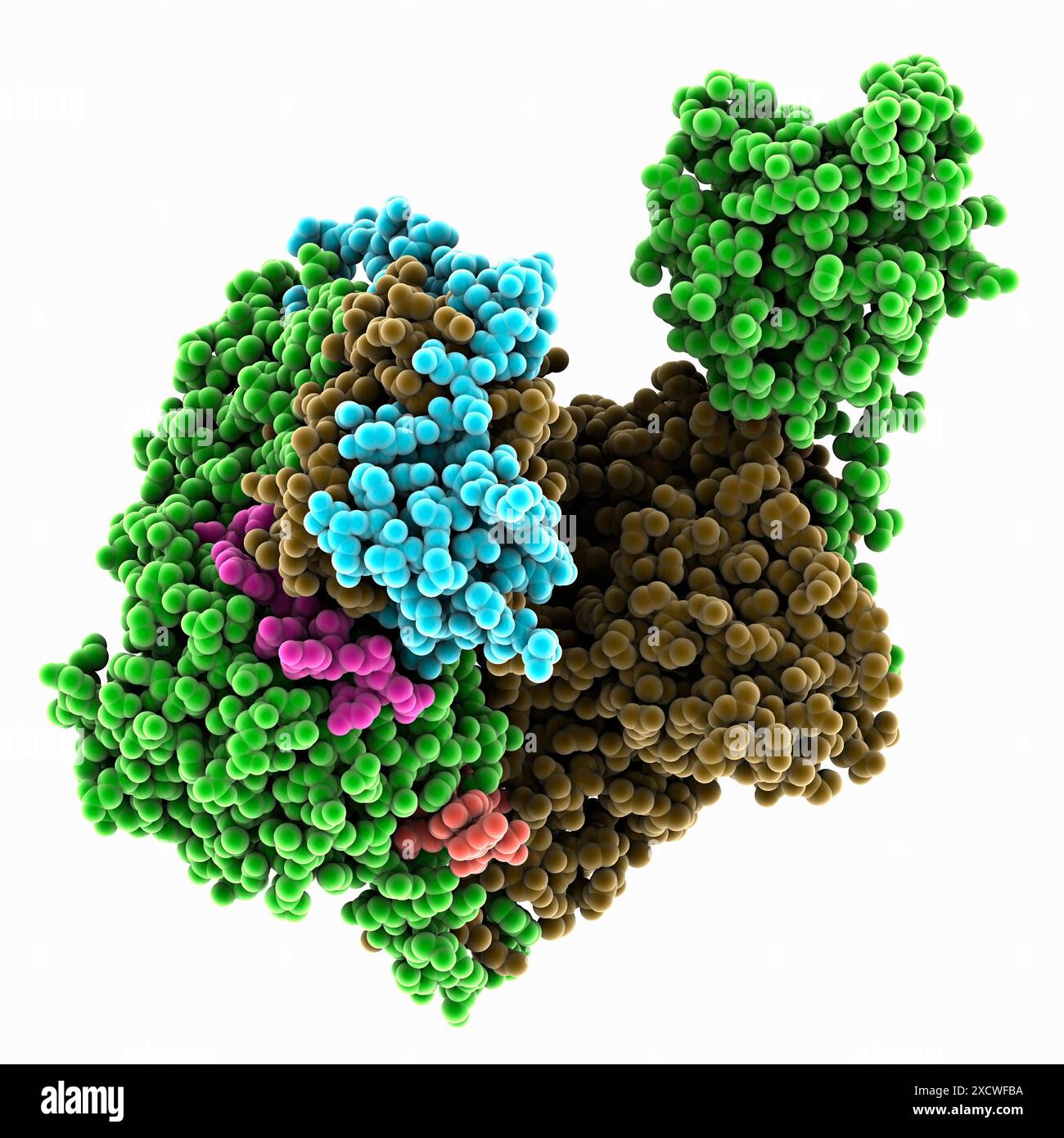 Molecular model of thogoto virus polymerase protein (green) complexed ...