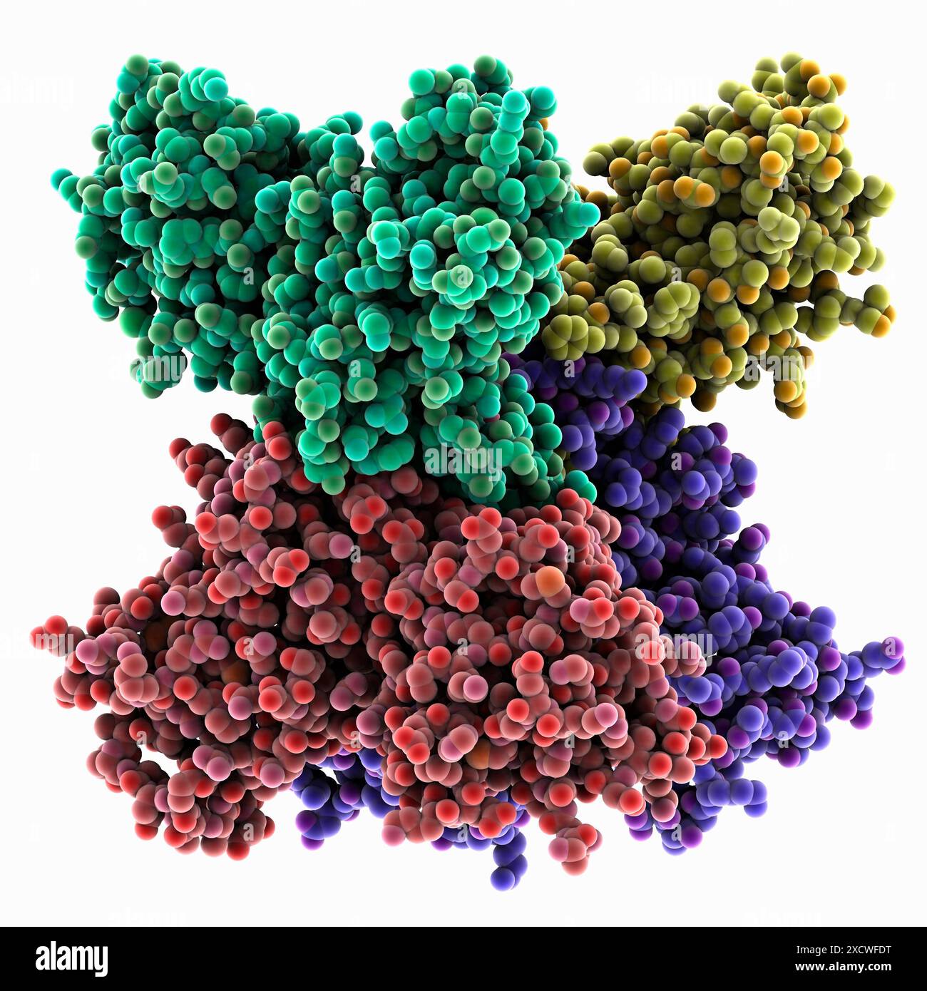 Molecular model of the homo 4-mer Japanese encephalitis virus non ...
