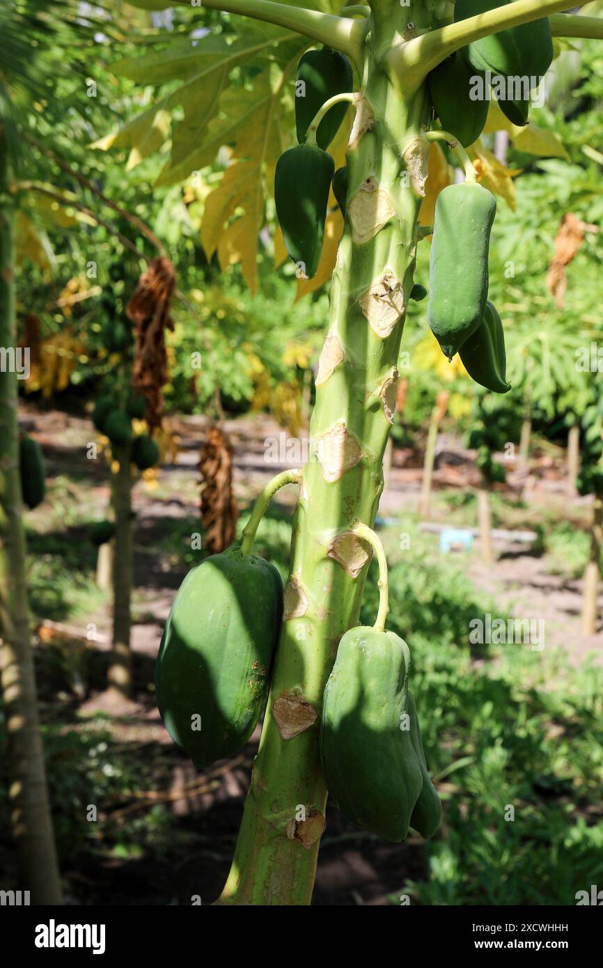 Maldives papaya tree fruit hi-res stock photography and images - Alamy