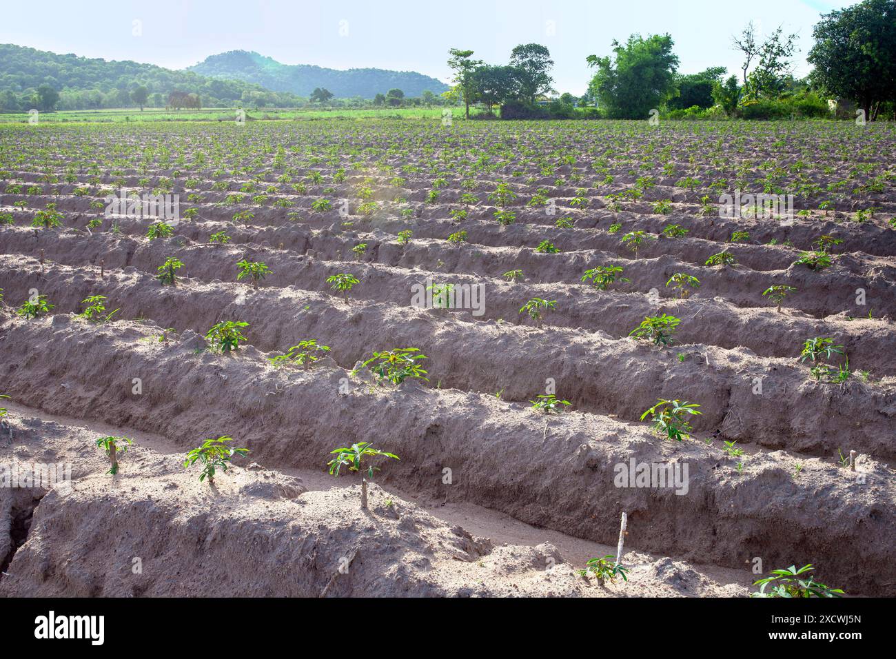 Cassava planting area saw seedlings planted in vast areas Stock Photo ...