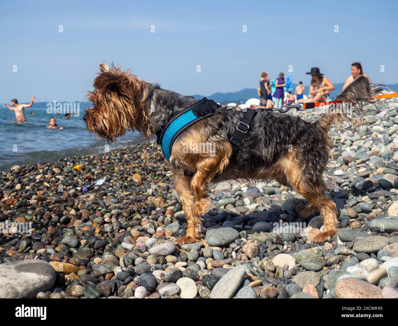 Batumi dog photography hi-res stock photography and images - Alamy
