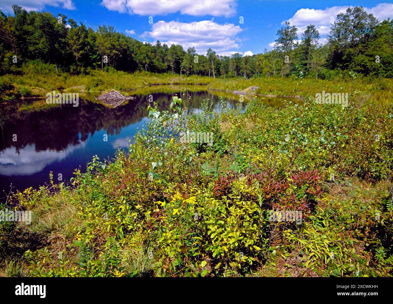 Beaver pond on Roaring Run, SGL 70, Susquehanna County, Pennsylvania ...