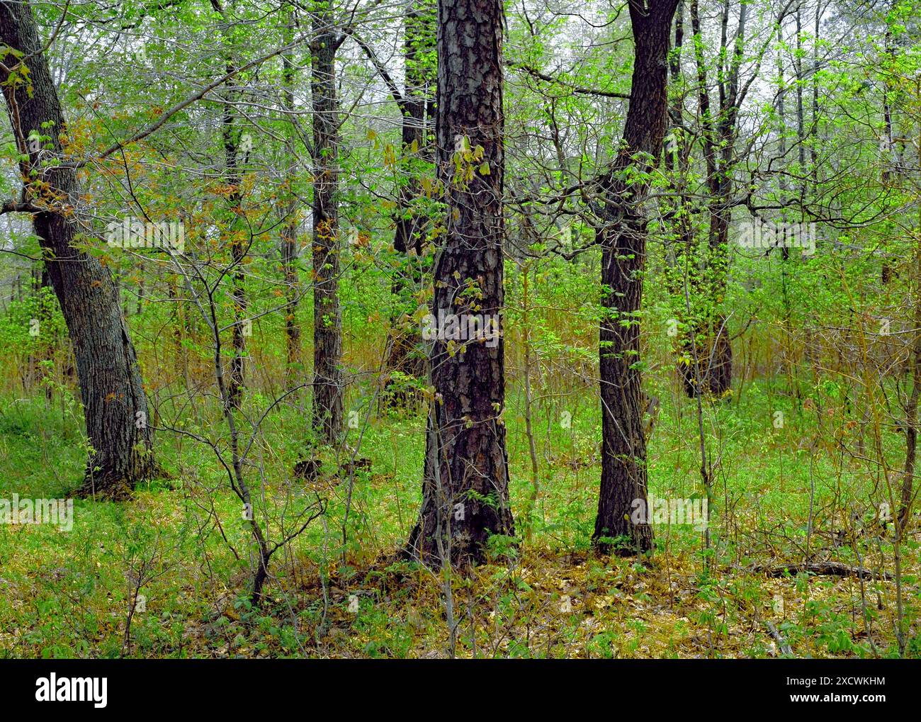 Spring Forest, Quehanna Wild Area, Moshannon State Forest, Elk County ...