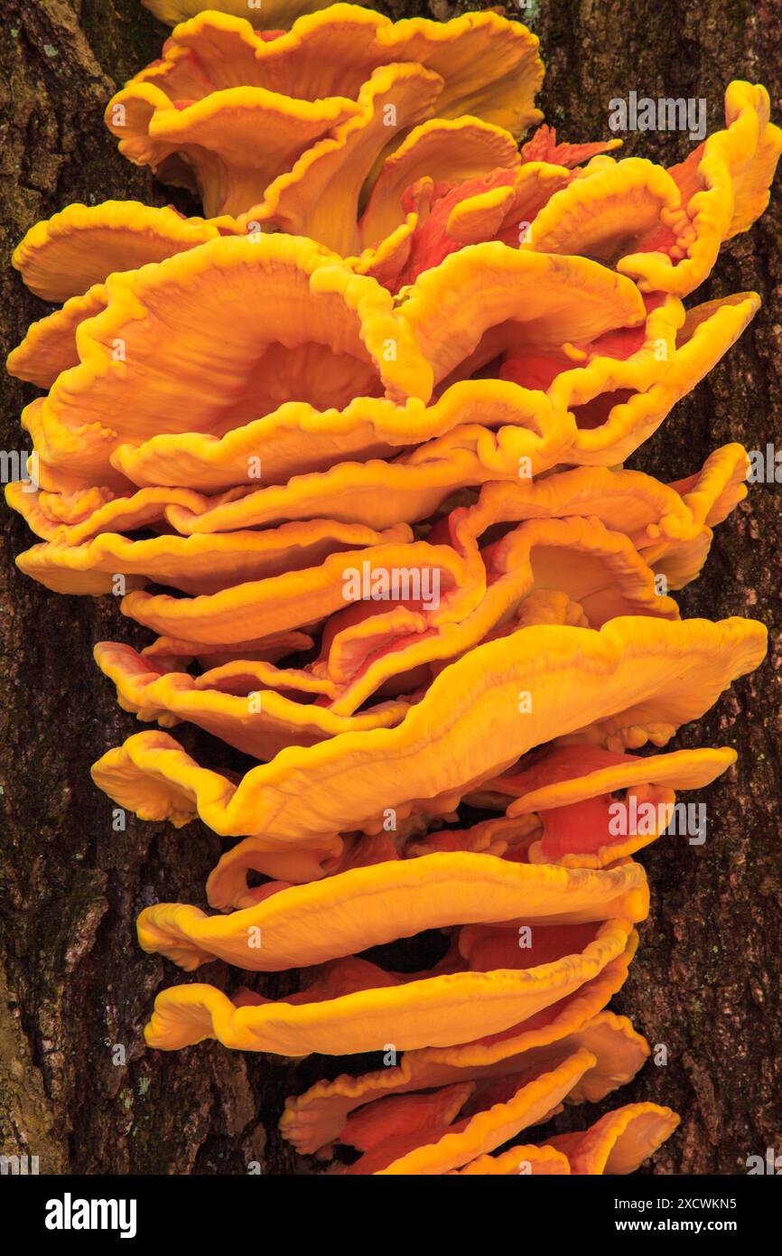 Shelf fungus hi-res stock photography and images - Alamy