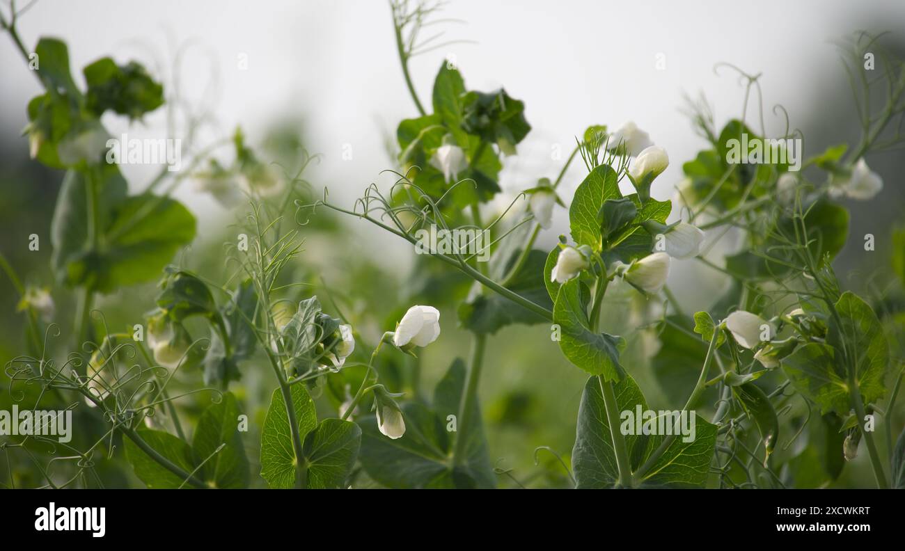 Pea flowers in full hi-res stock photography and images - Alamy