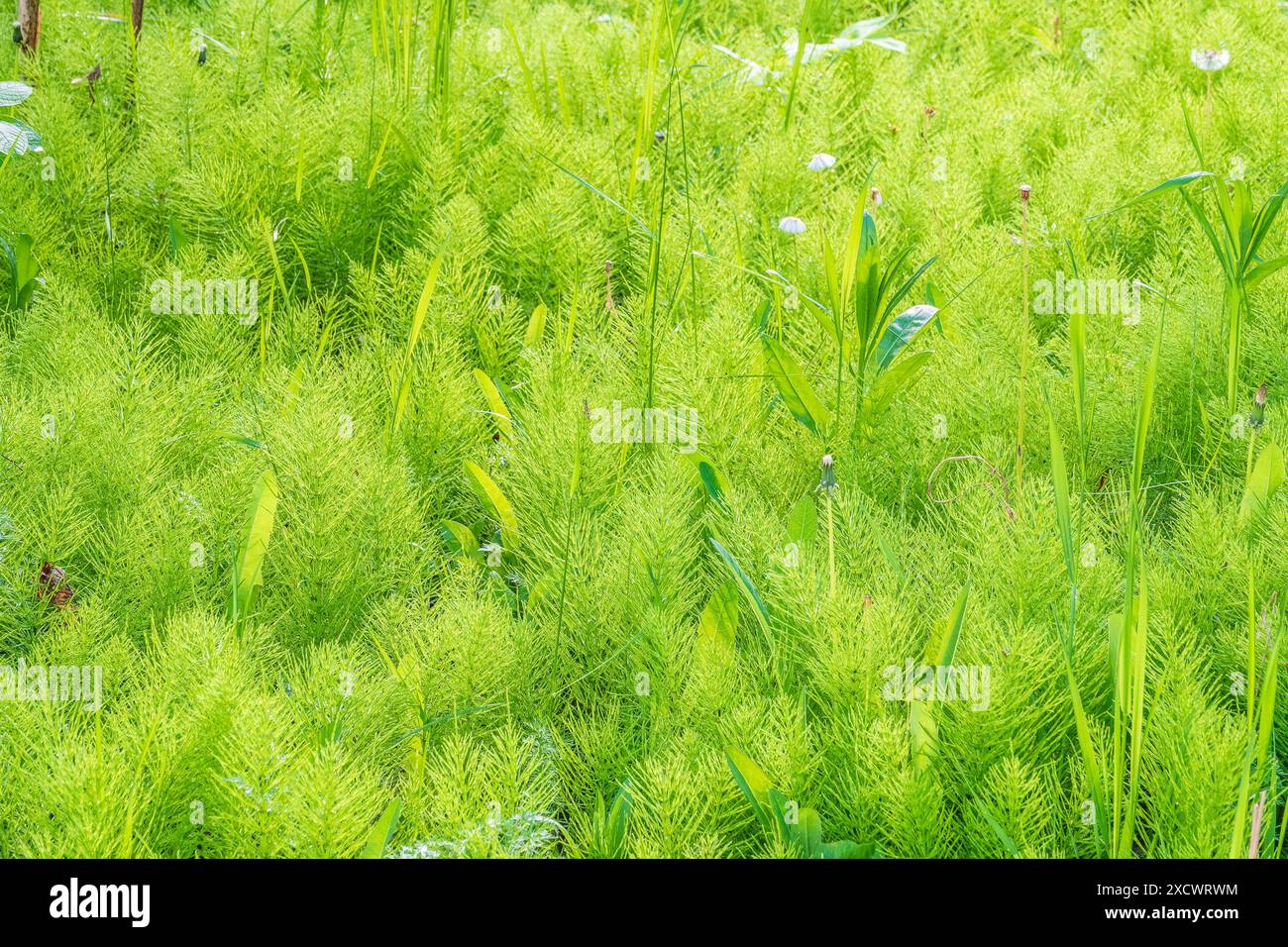 Horsetail equisetum arvense grow hi-res stock photography and images ...