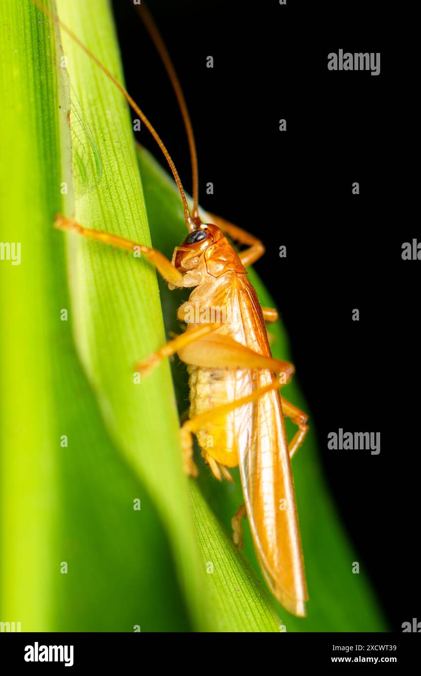 Jumping insects hi-res stock photography and images - Alamy