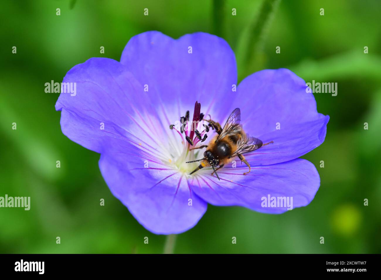 Honey Bee, Cranesbill Geranium Stock Photo - Alamy