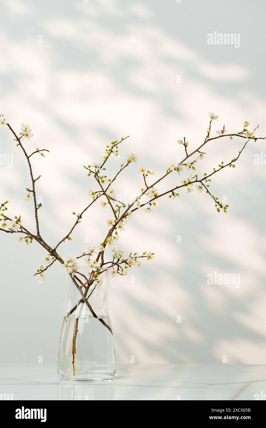 Blooming spring branches with flowers and its shadow on white ...