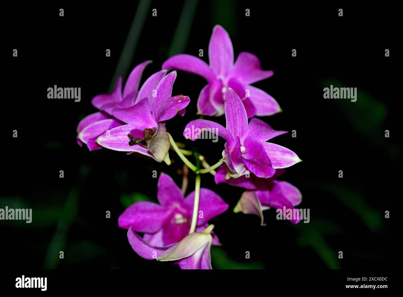 Orchids, Safari Park, is one of the main park in Safari World, a ...