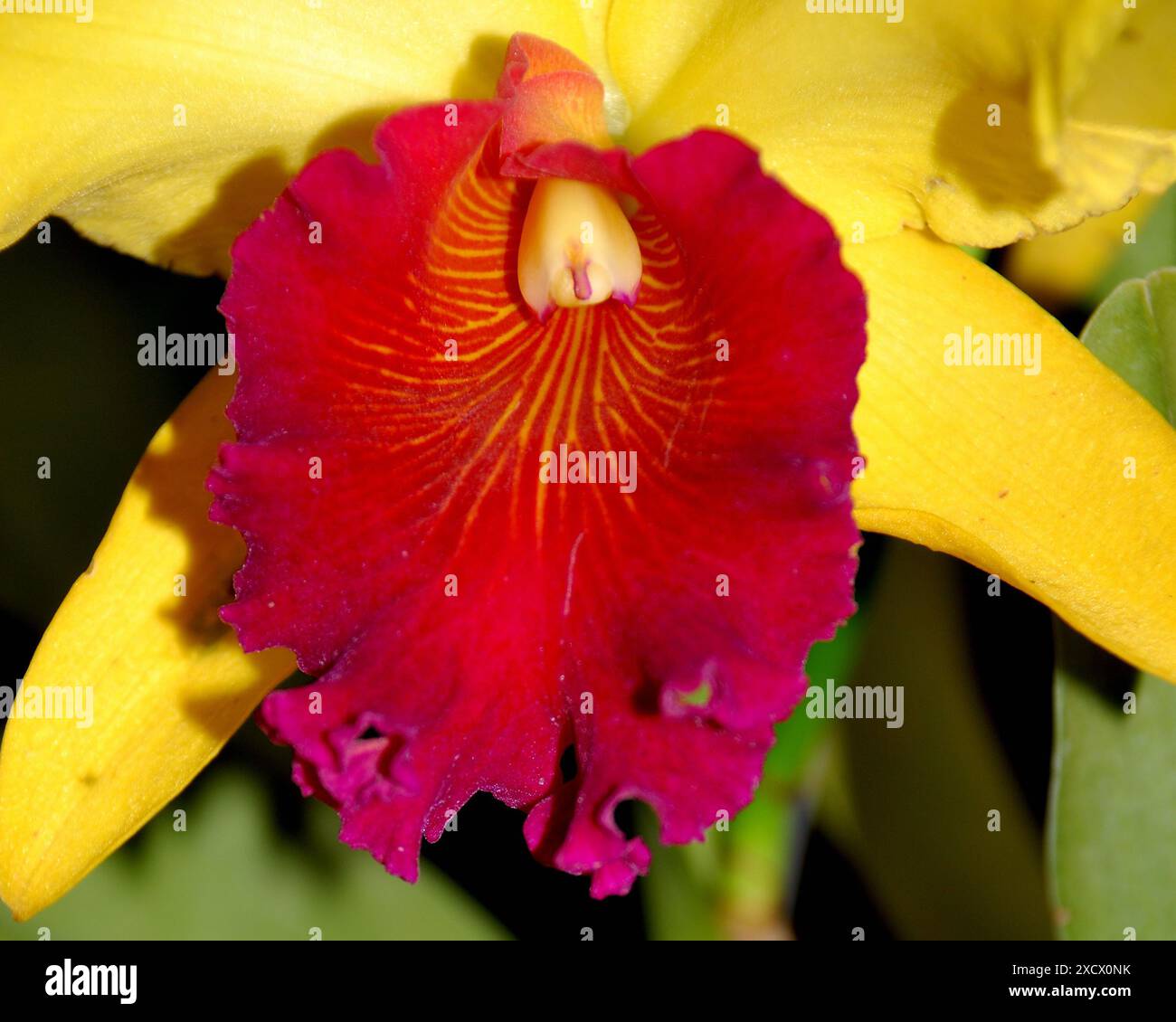 Orchids, Safari Park, is one of the main park in Safari World, a ...