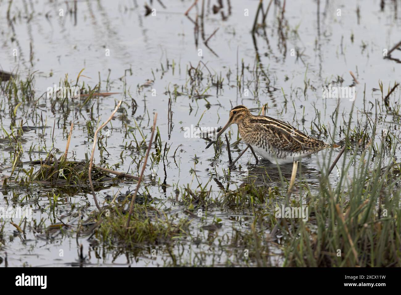 Common Snipe [ Gallinago gallinago ] at Greylake RSPB reserve ...