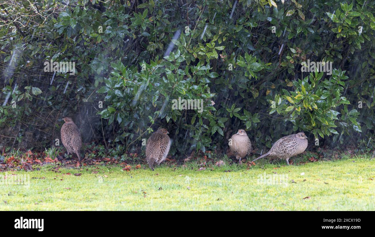 Pheasant [ Phasianus Colchicus ] 4 Female birds shelter under a Bay ...