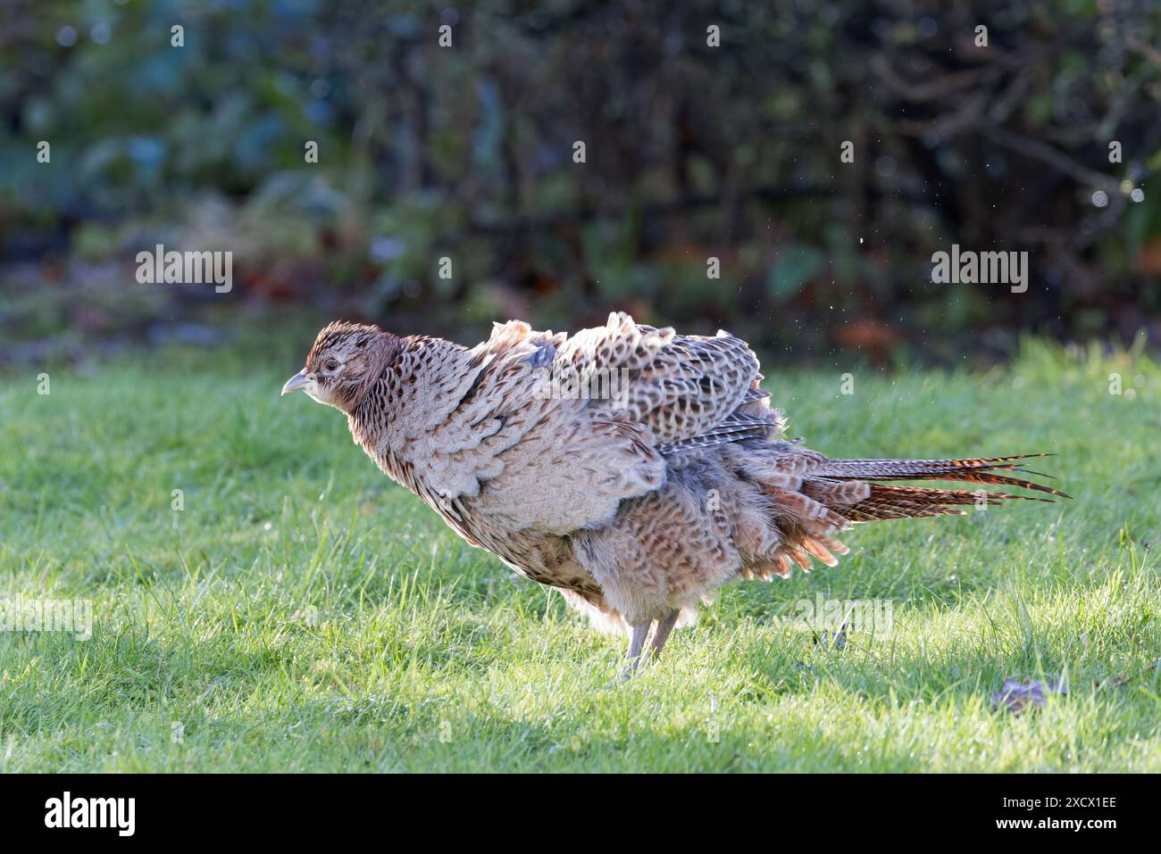 Pheasant [ Phasianus Colchicus ] Female bird shakes out her feathers ...