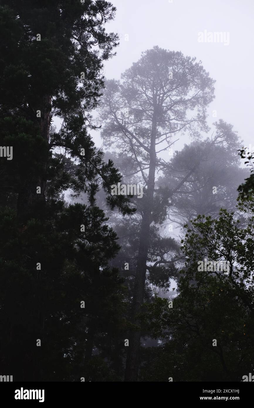 A tall pine tree tree in fog framed by two closer conifer trees still ...