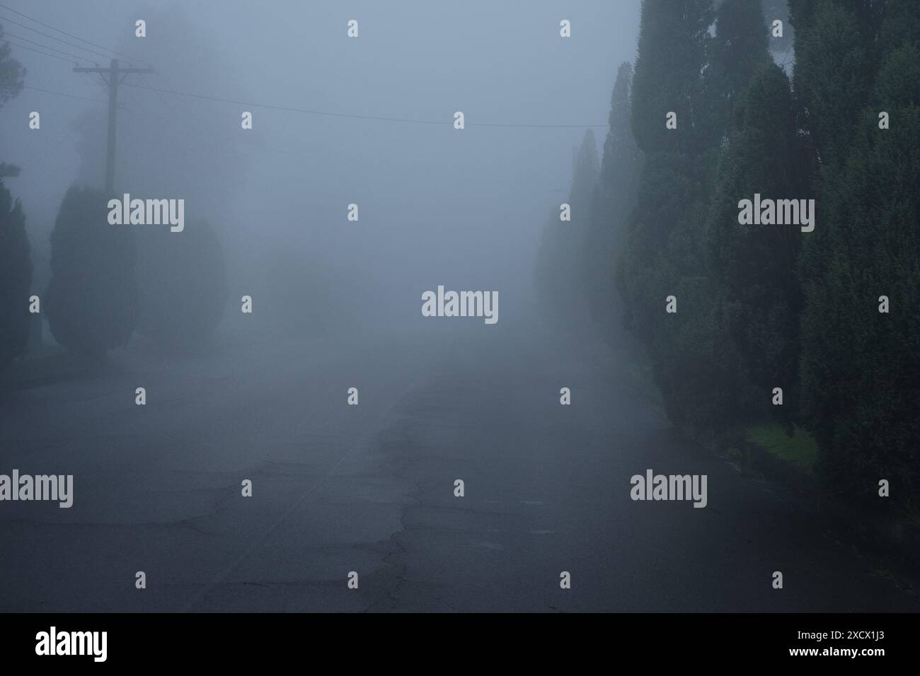 Rows of cone shaped conifer trees, power poles and wires and a cracked ...