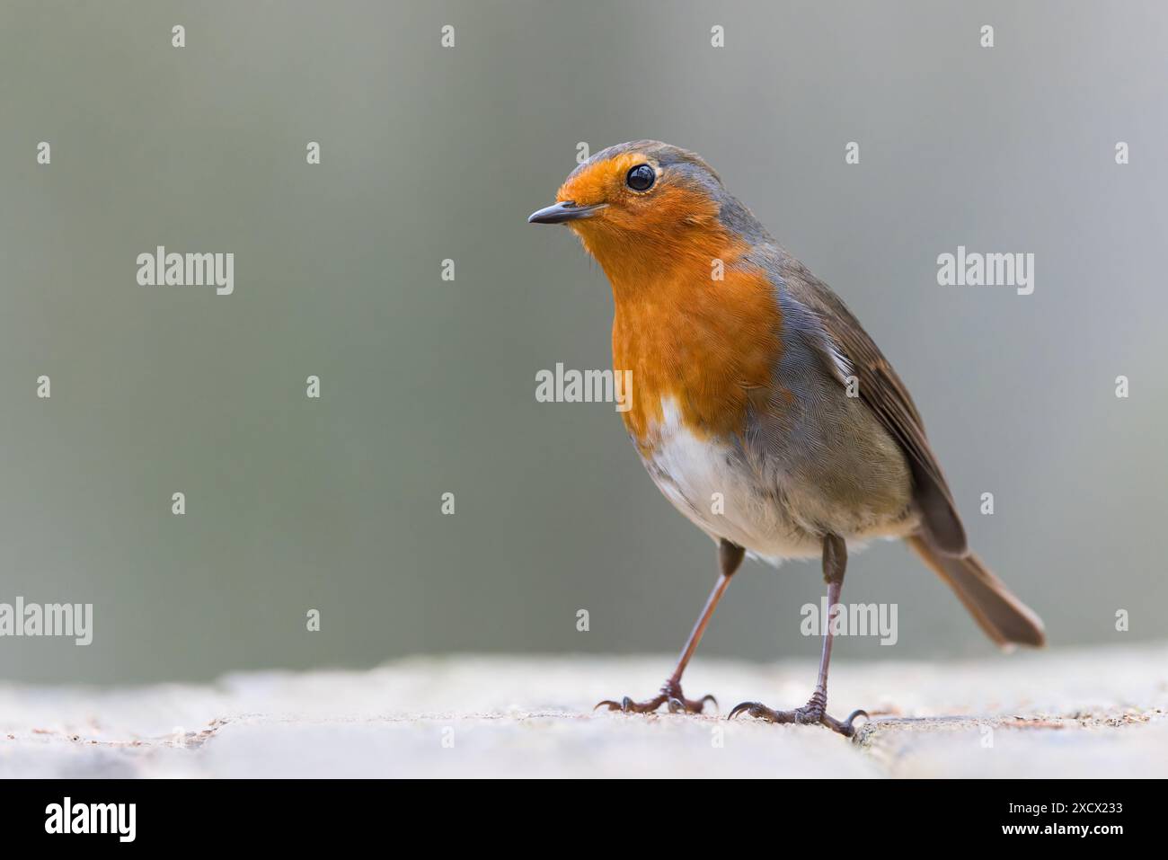 Robin on stone hi-res stock photography and images - Alamy