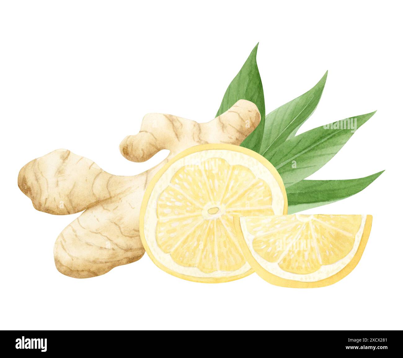 Watercolor lemons with ginger roots and vegetable slices illustration ...