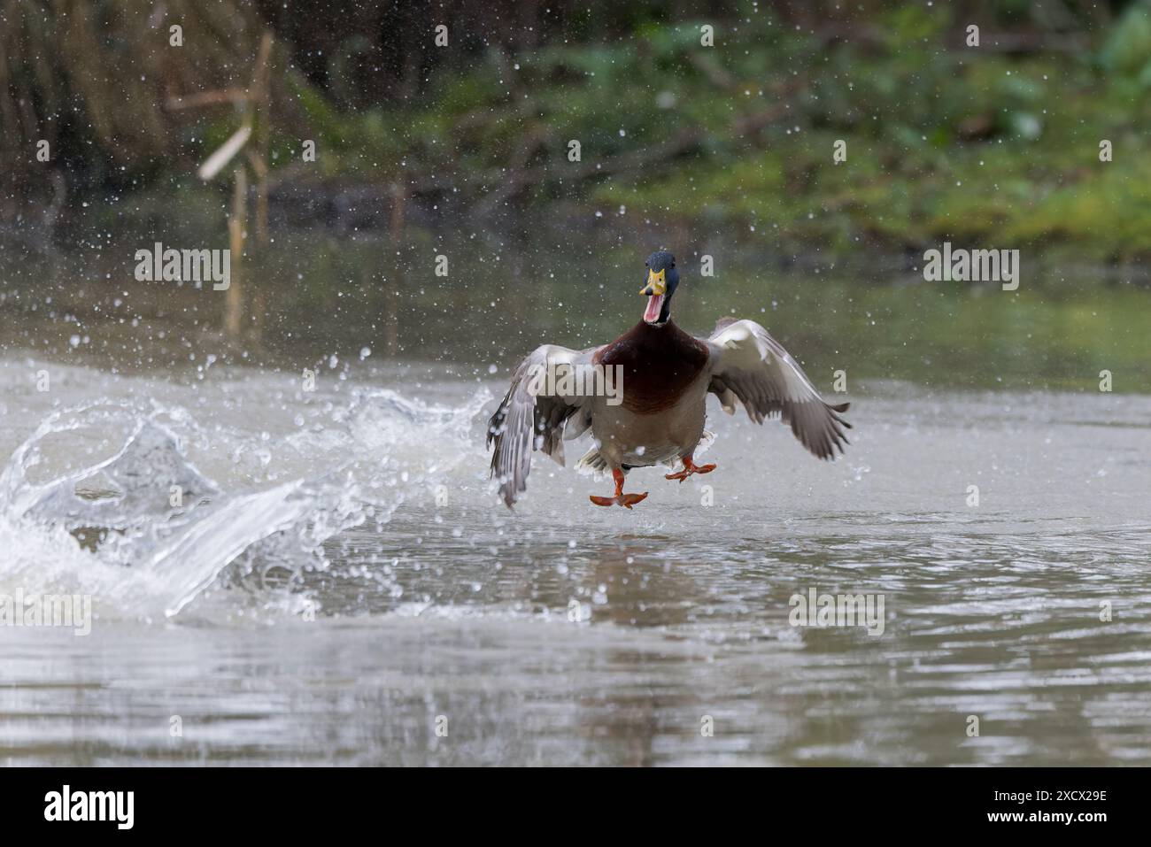 Mallard duck chase hi-res stock photography and images - Alamy