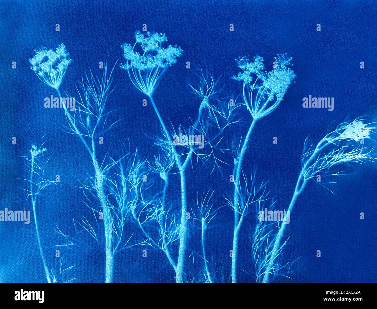 Dill grass in blue print background. Cyanotype illustration Stock Photo ...