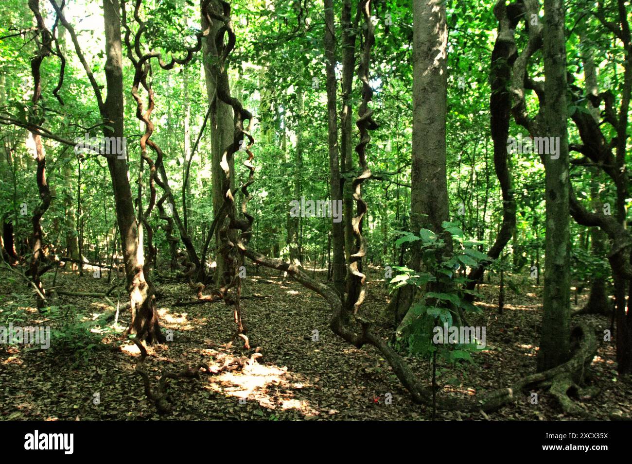 Landscape of a part of lowland forest, where liana vines are seen in ...