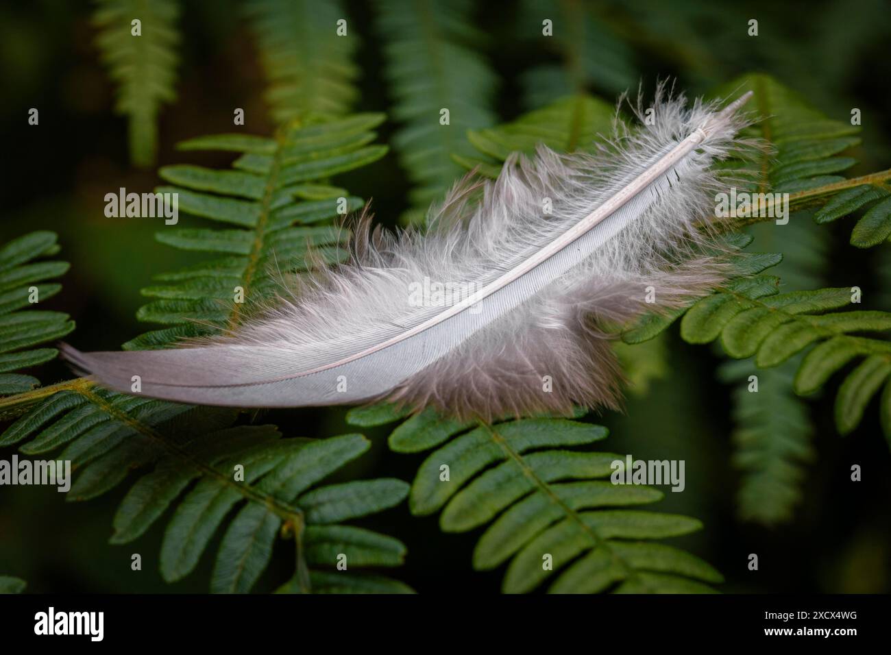 Structure feather hi-res stock photography and images - Alamy
