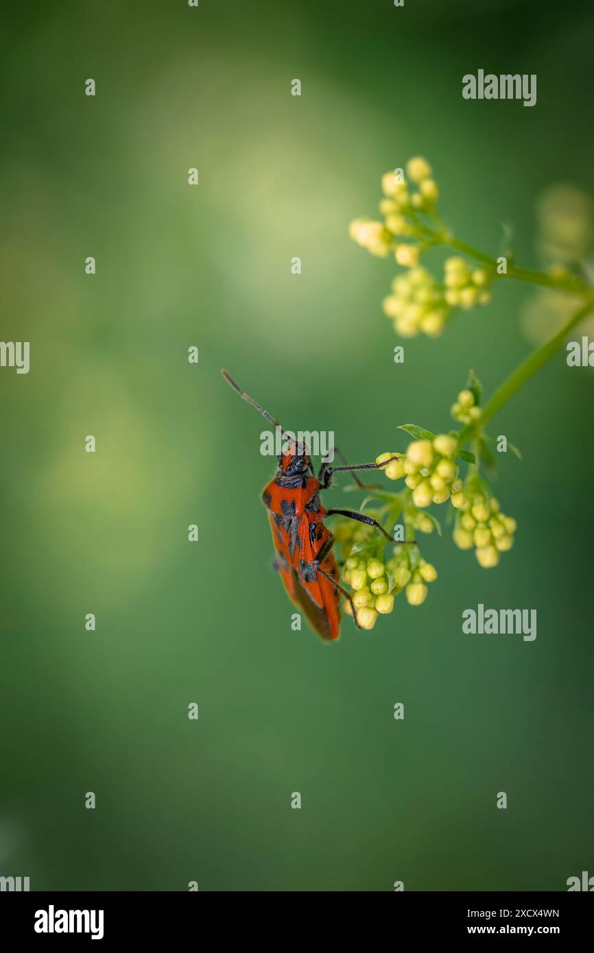 Bug with striped wings hi-res stock photography and images - Alamy