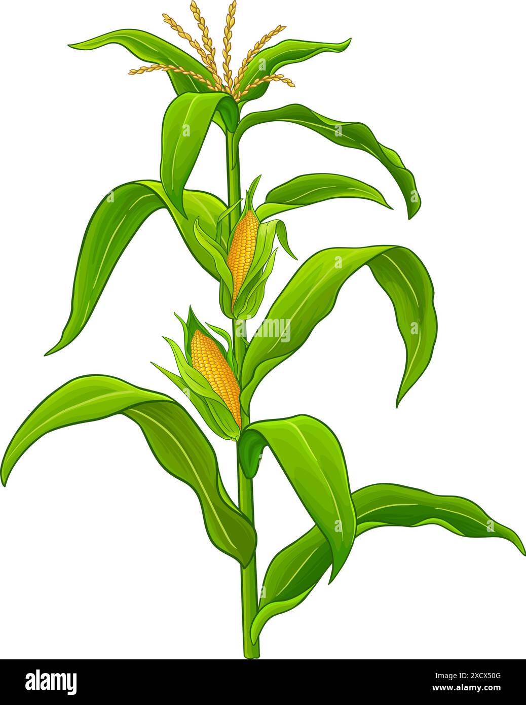 Corn Plant Colored Detailed Illustration Stock Vector Image & Art - Alamy